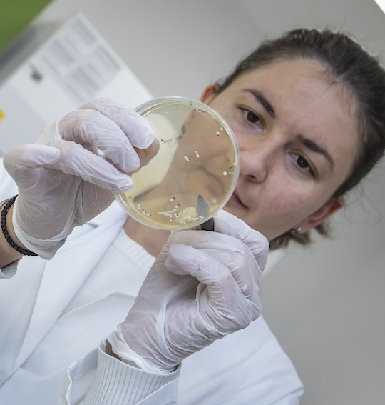 Great Science Is Born of Necessity (& Love of Bacteria) - America for ...